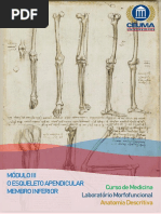 Estágios de Tanner no Desenvolvimento Masculino | PDF | Anatomia sexual ...