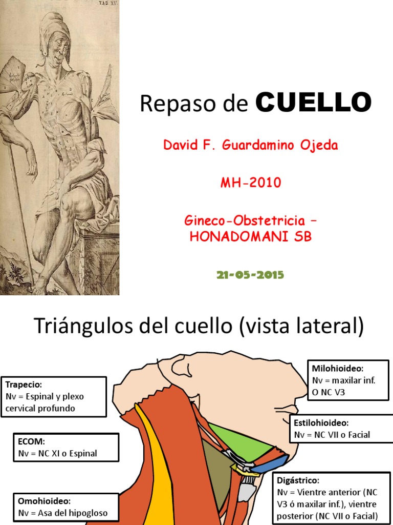 Repaso de Cuello | PDF | Anatomía humana | Cabeza y cuello humanos