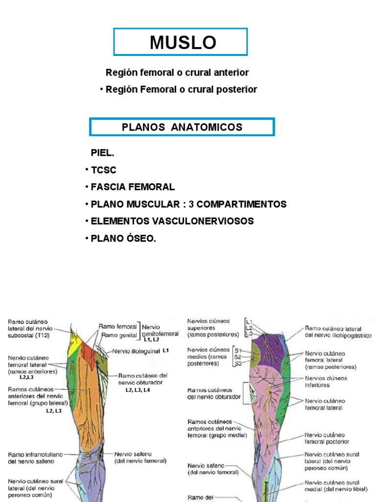 Anatomía del Muslo: Estructuras y Funciones | PDF | Anatomía del ...
