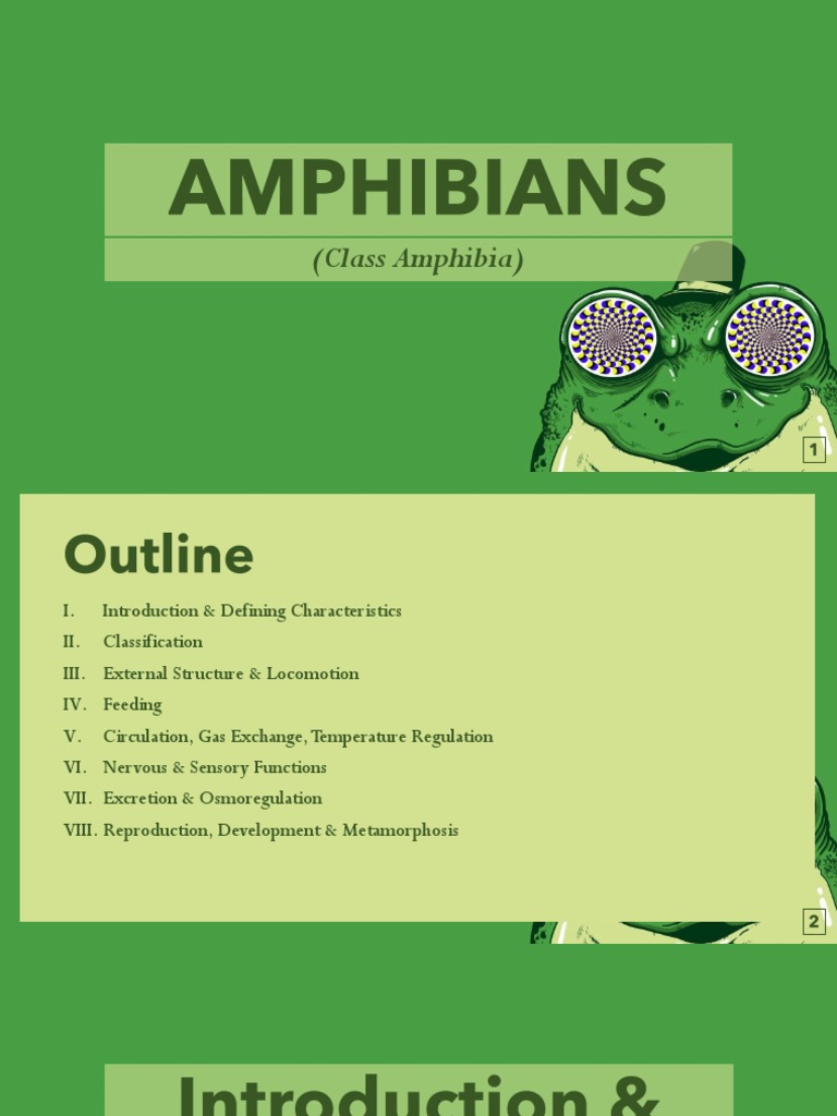 Amphibians Report | PDF | Amphibian | Frog