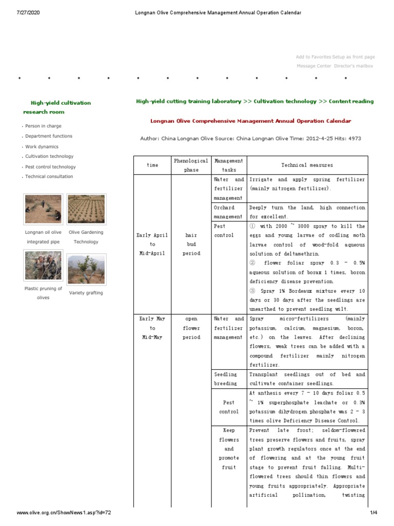 Longnan Olive Management Calendar | PDF | Olive | Fertilizer