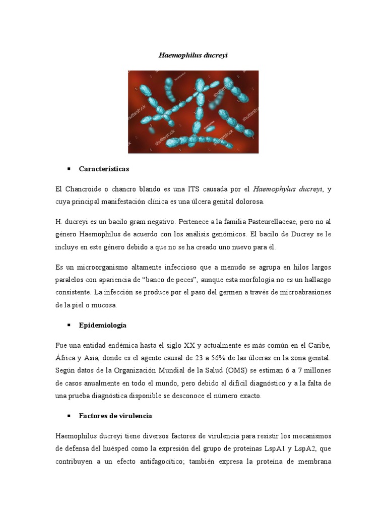 Chancroide: Causas, Síntomas y Tratamiento | PDF | Penicilina | Infección