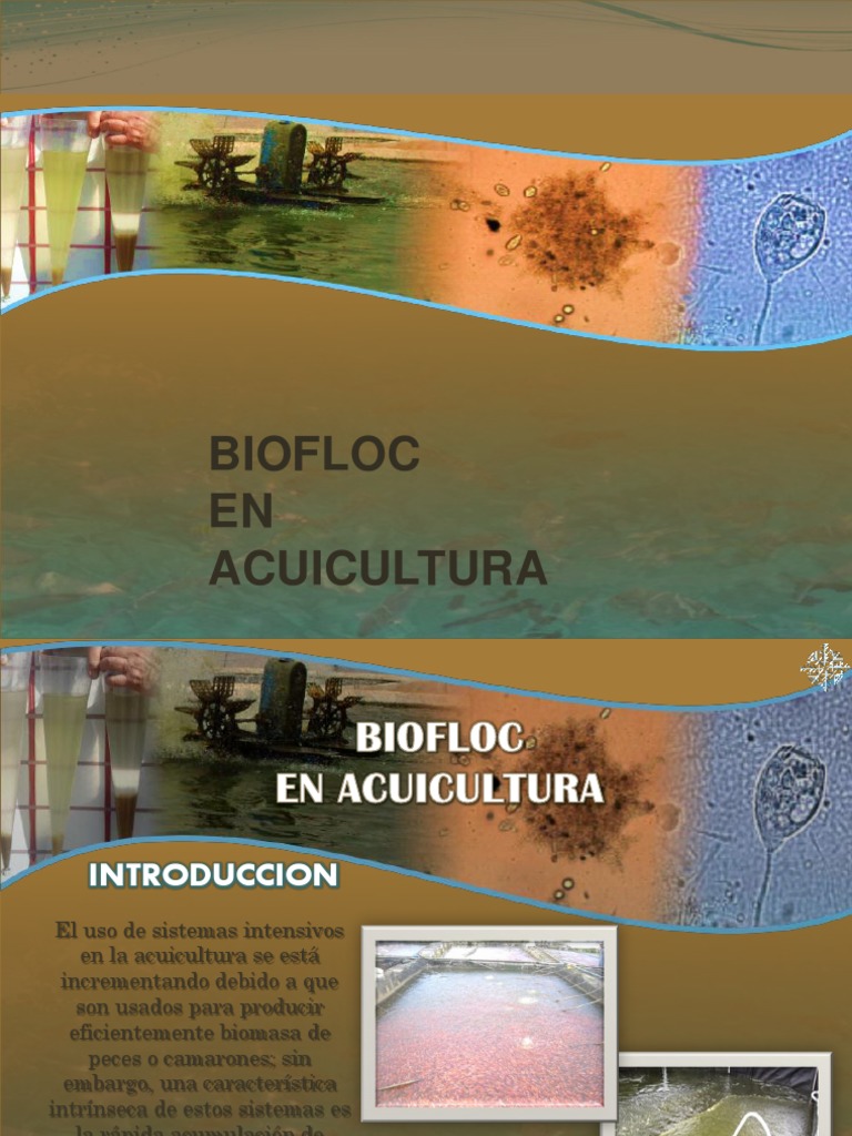 Biofloc PDF | PDF | Microorganismo | Las bacterias