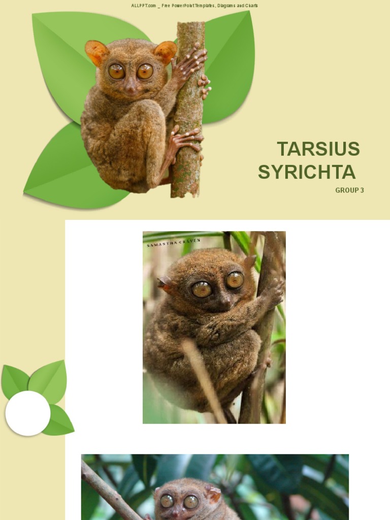 An In-Depth Look at the Philippine Tarsier (Tarsius syrichta ...
