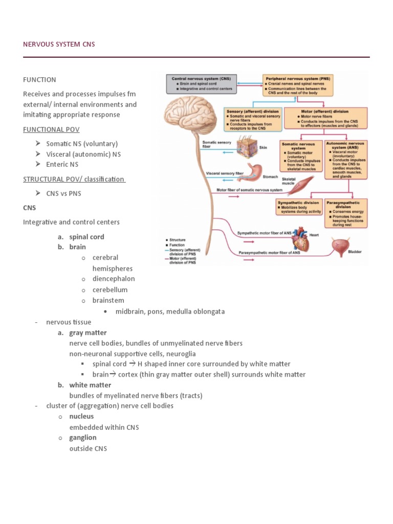 3 Nervous System | PDF | Spinal Cord | Central Nervous System