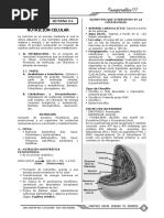Ciclosis y Procesos Celulares Esenciales | PDF | Fotosíntesis ...