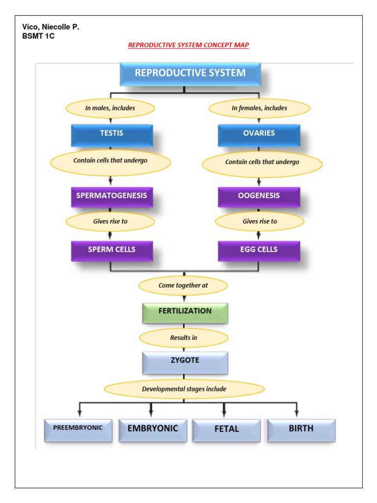 Reproductive System Concept Map | PDF | Reproductive System | Sex Organ