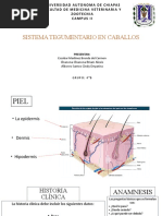 Microdermoabrasión: Usos y Contraindicaciones | PDF | Piel | Naturaleza