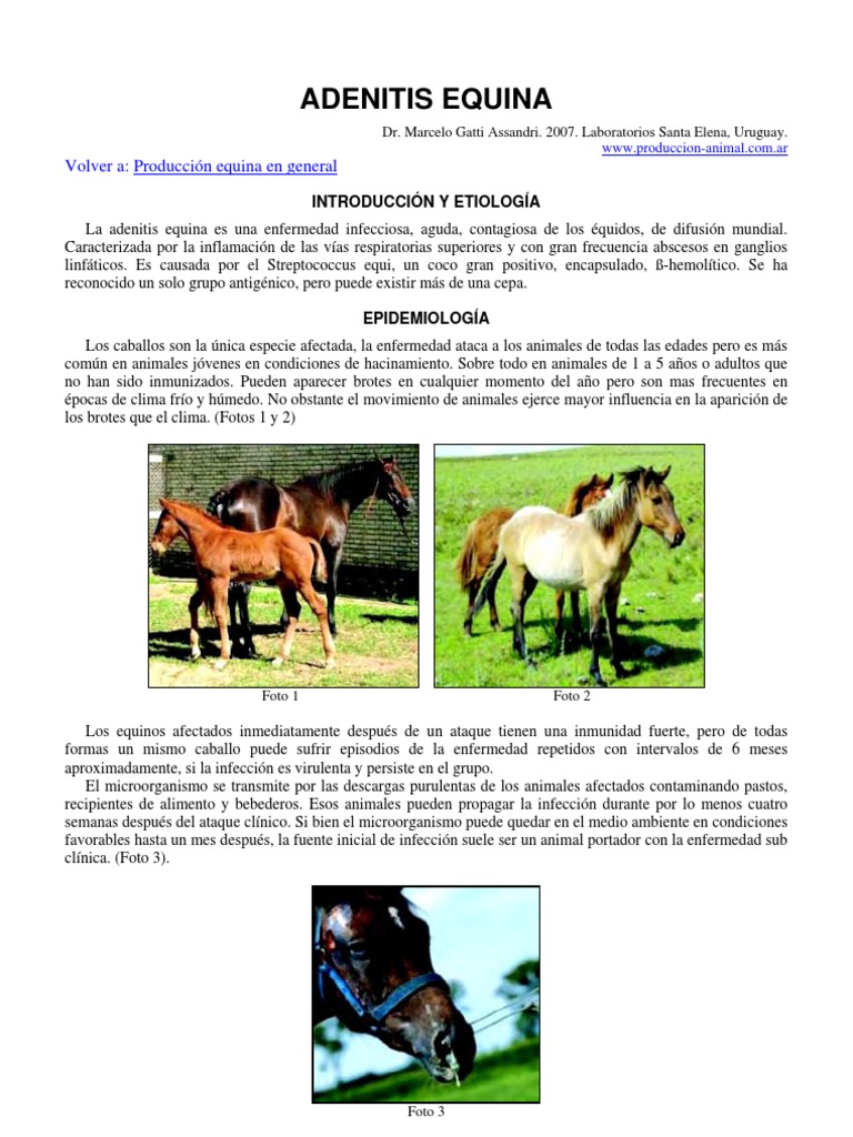 Adenitis Equina: Diagnóstico y Tratamiento | PDF | Infección | Inflamación