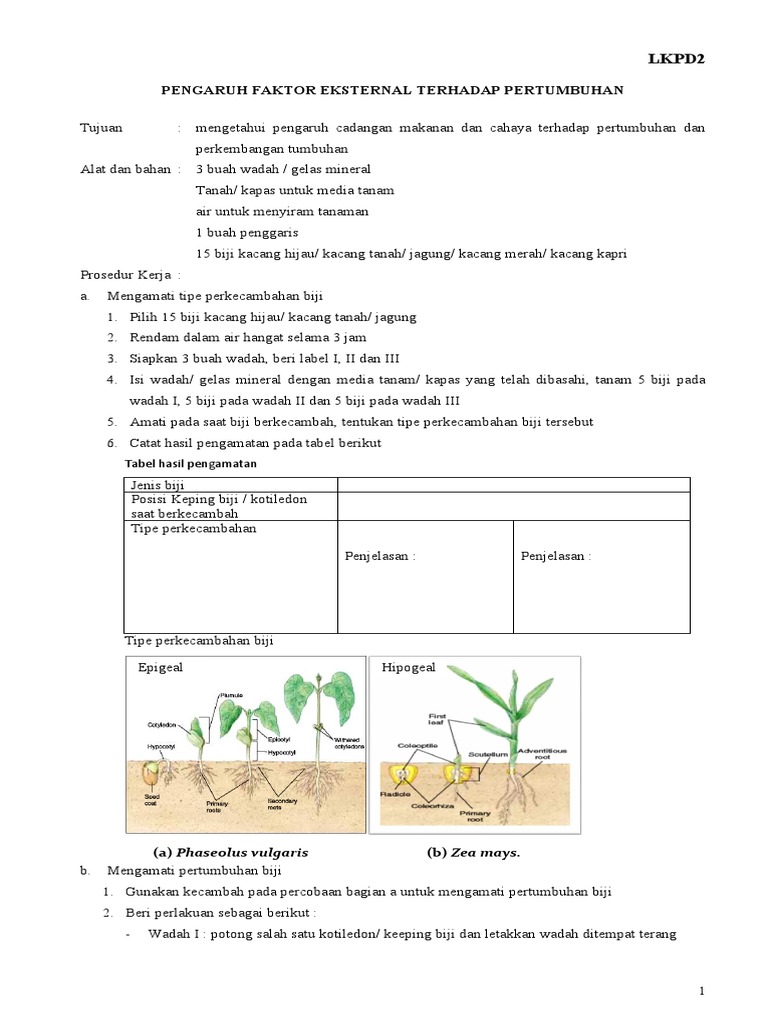 LKPD 2 Eksperimen Pertumbuhan Tanaman | PDF | Sains & Matematika