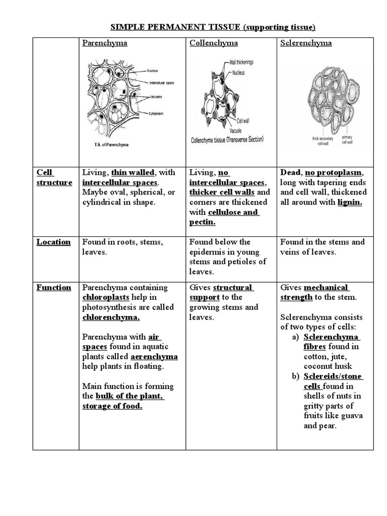 Simple Permanent Tissue | PDF