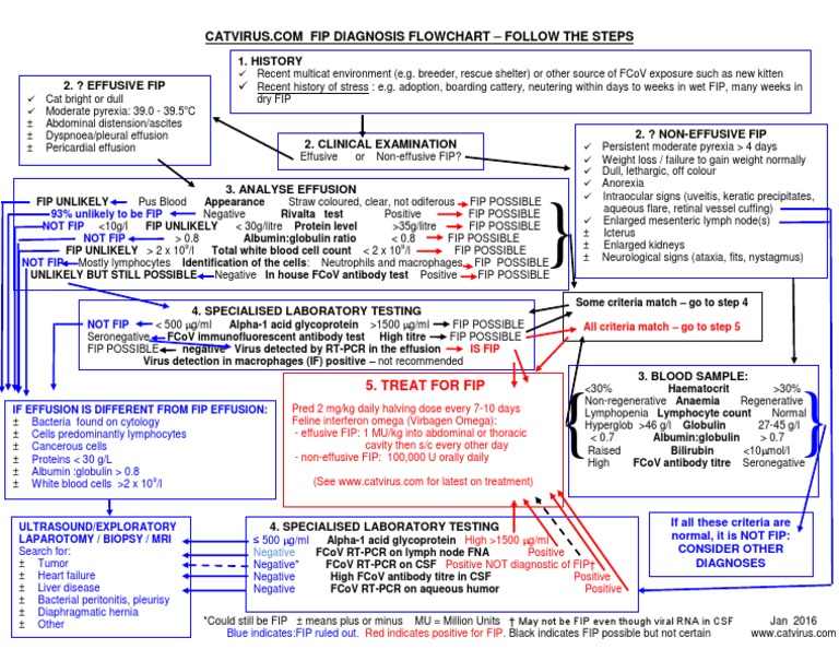 Follow The Steps: 1. History 2. ? Effusive Fip | PDF | Lymphocyte | Virus