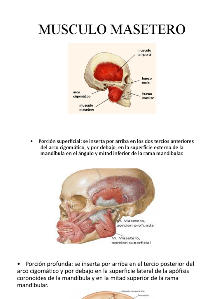 Anatomía Del Músculo Masetero