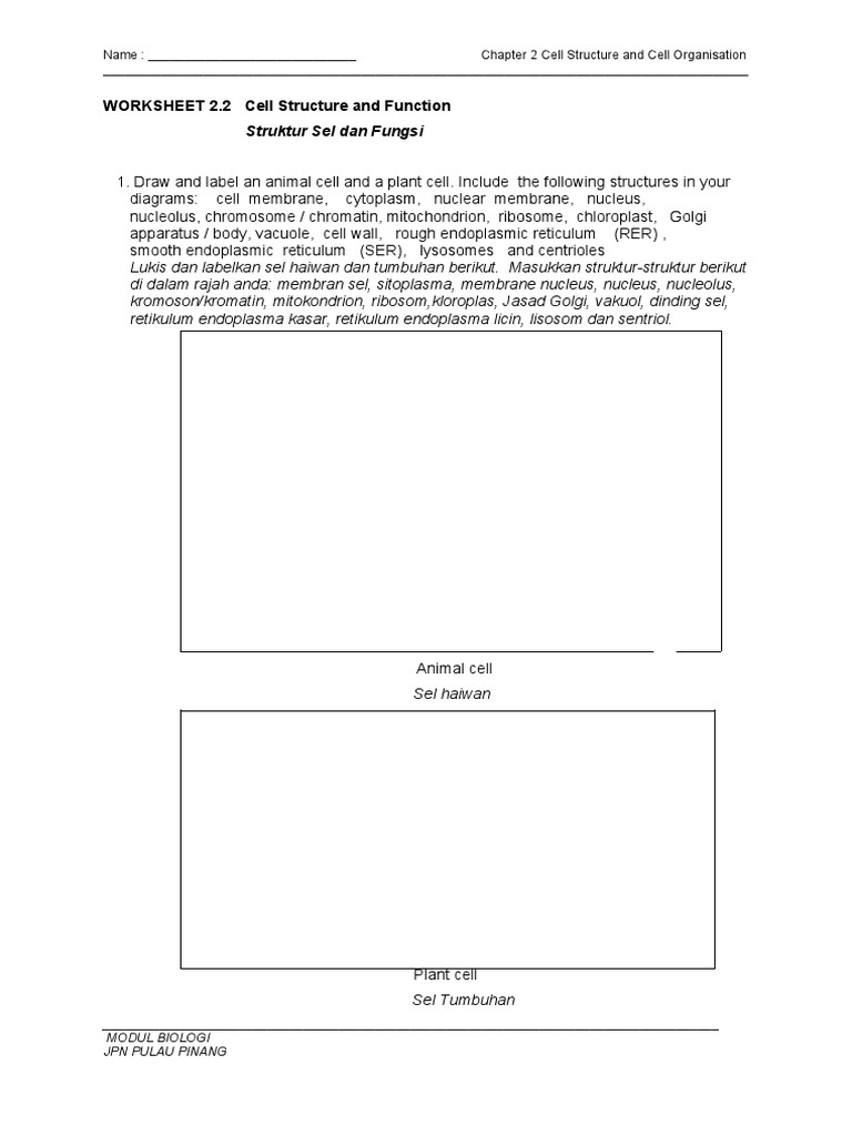 Cell Structure and Function Worksheet | PDF | Cytoplasm | Cell (Biology)