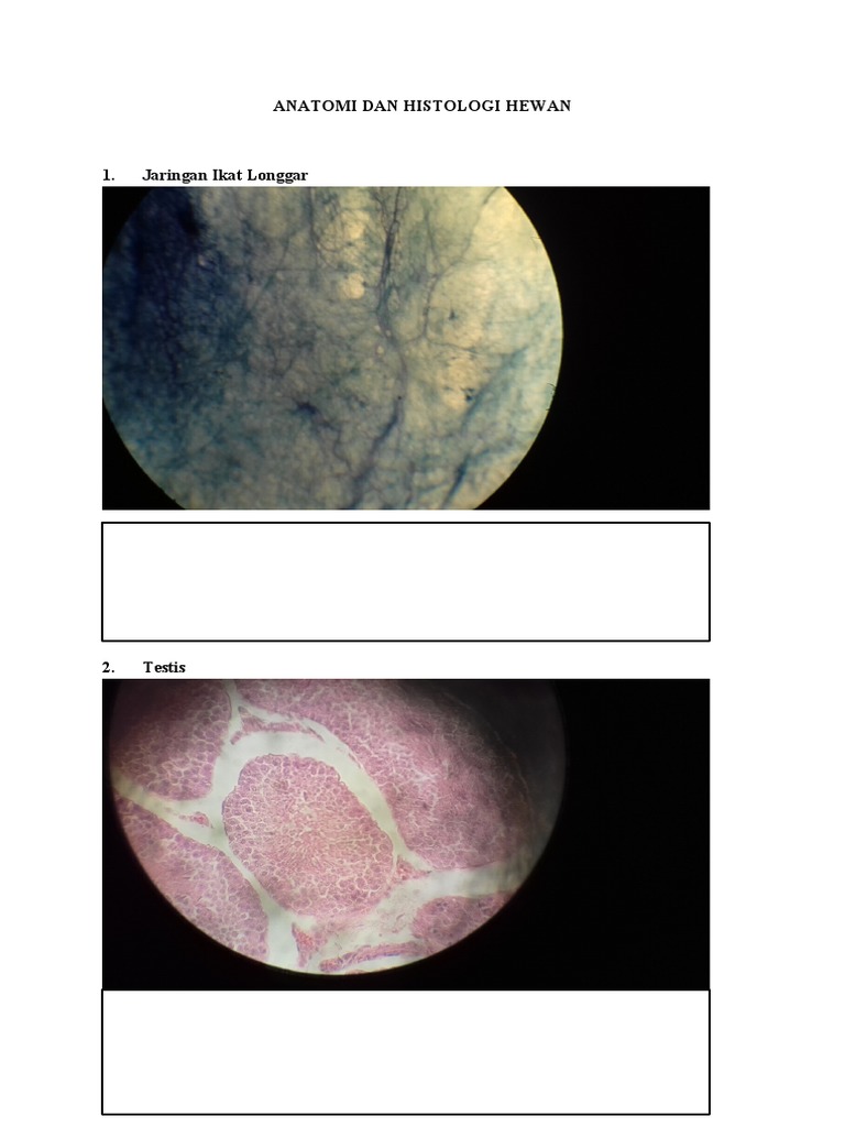 Preparat Anatomi Dan Histologi Hewan | PDF | Perjalanan | Sains ...
