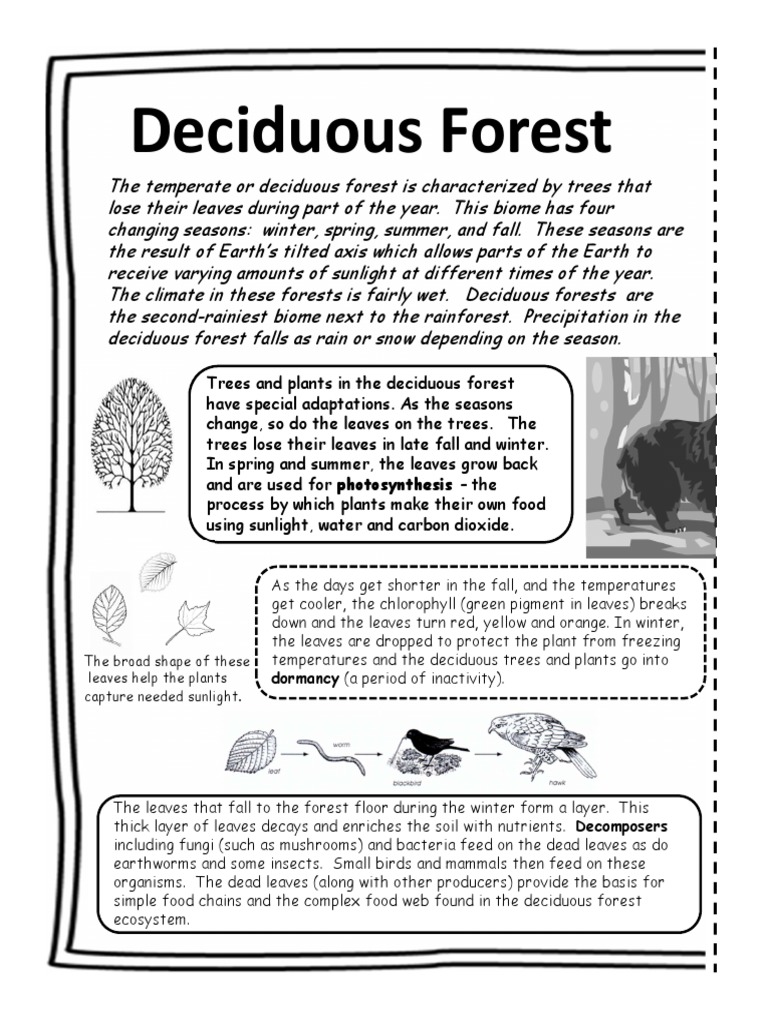 Forest Reading Passage | PDF | Leaf | Plants
