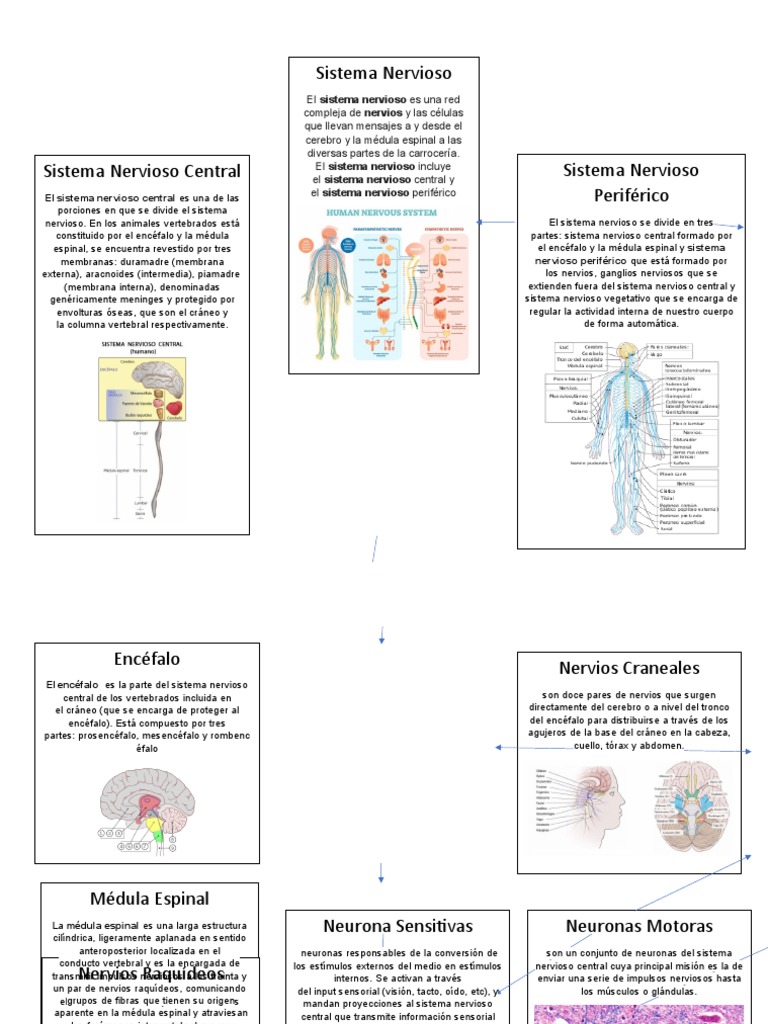 Sistema Nervioso | Descargar gratis PDF | Sistema nervioso central | Médula espinal
