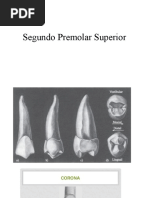Segundo Premolar Inferior | PDF | Ramas de Odontología | Diente