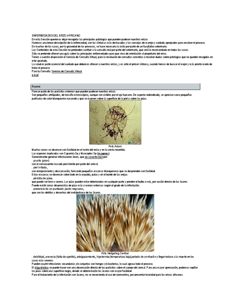 Enfermedades Del Erizo Africano | PDF | Alimentos | Alergia