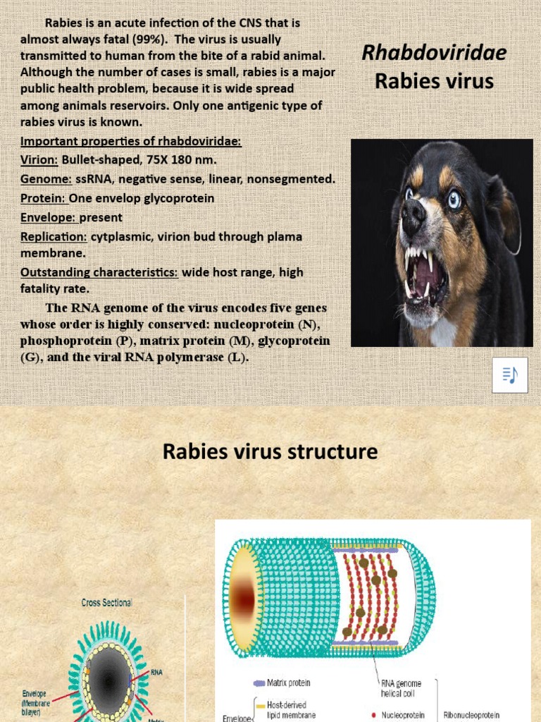 Rhabdoviridae: Rabies Virus | PDF | Rabies | Sense (Molecular Biology)