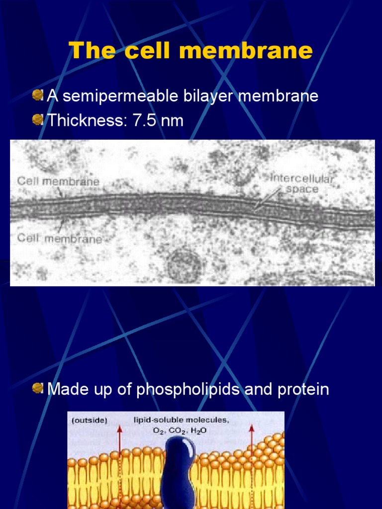 The Cell Membrane: A Semipermeable Bilayer Membrane Thickness: 7.5 NM ...