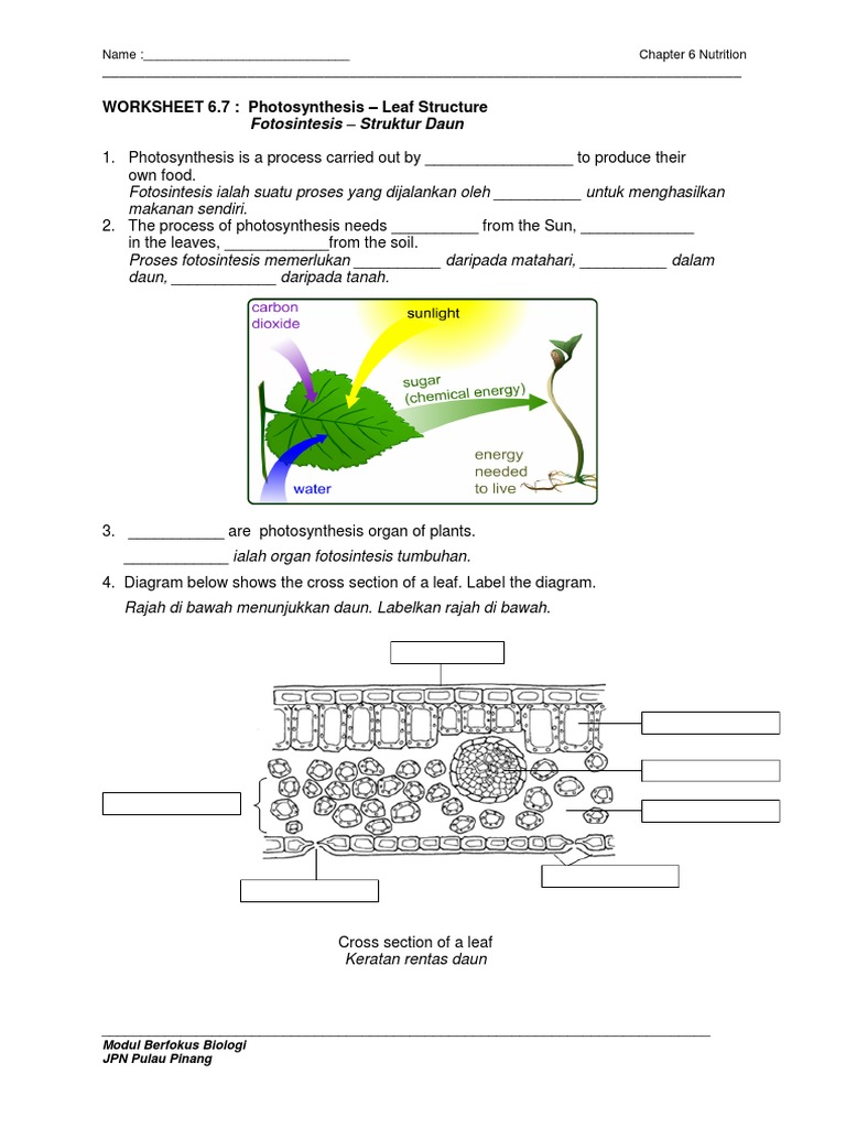 Photosynthesis Diagram Worksheet Structures Of Photosynthesis