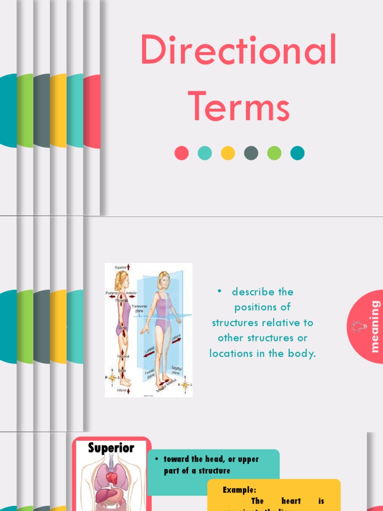 Directional Terms | PDF | Anatomical Terms Of Location | Limbs (Anatomy)