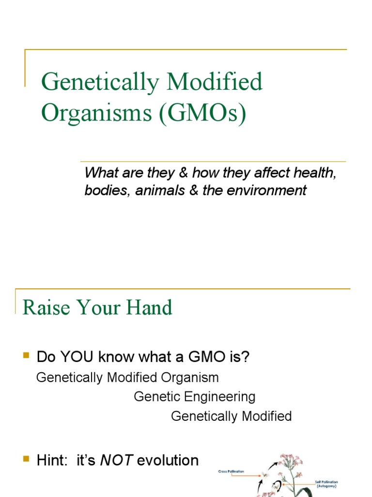 Understanding GMOs: Health & Environmental Impact | PDF | Genetically ...