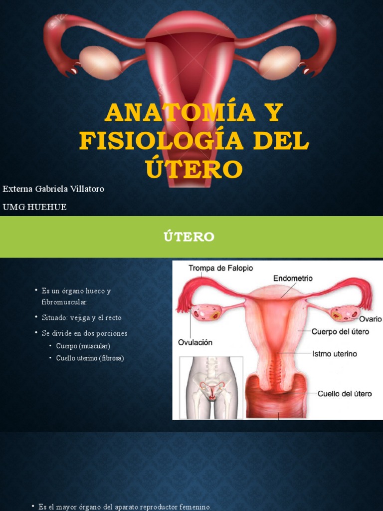Anatomía y Fisiología Del Útero | PDF | Útero | Sistema Reproductor ...