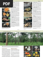 Tree Identification Key Printable: Click Here To Download | PDF ...