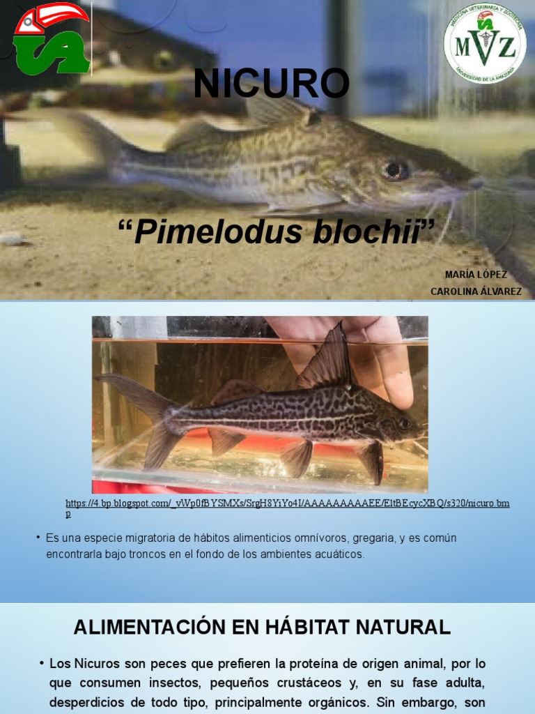 Alimentación Del Nicuro | PDF | Alimentos | Organismos