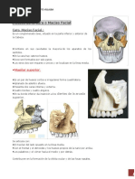 1 Region Superciliar | PDF | Cráneo | Anatomía humana