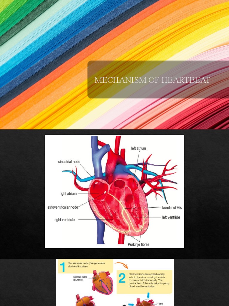 Mechanism of Heartbeat | PDF