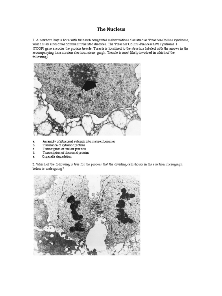 M2C The Nucleus Questions | PDF | Ribosomal Rna | Cell Nucleus