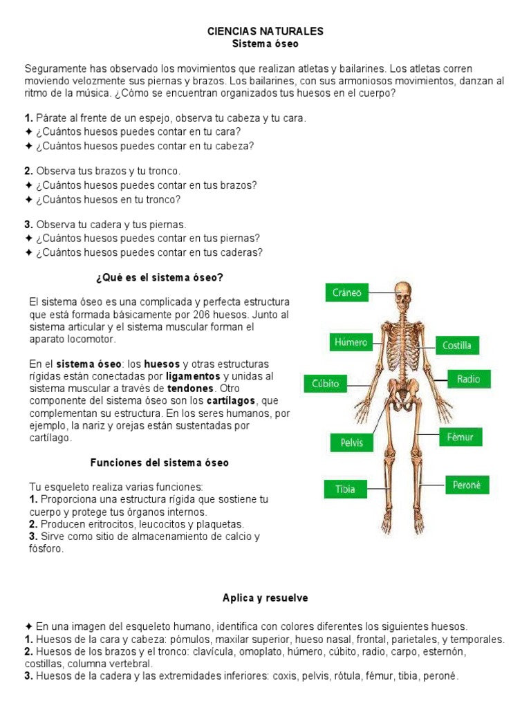 Esquema Del Sistema Oseo Y Muscular SISTEMA ÓSEO Y MUSCULAR ILUSTRADO