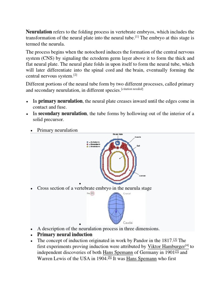 Neurulation Refers To The Folding Process in Vertebrate Embryos, Which ...