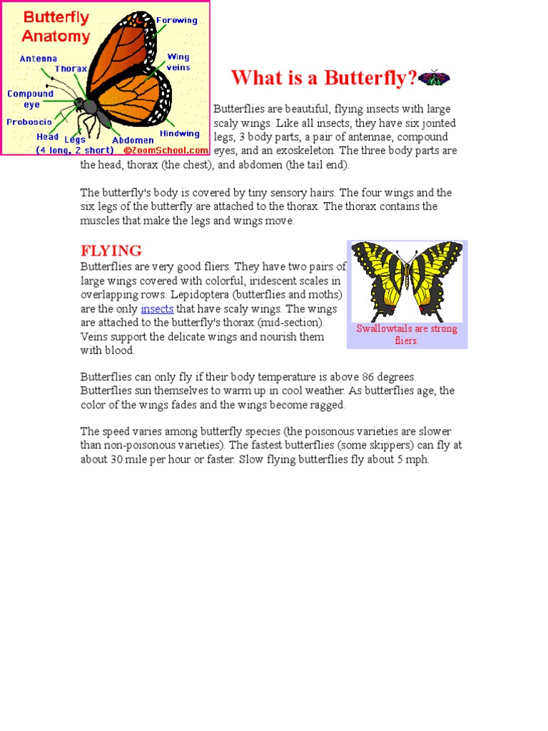 Butterfly Anatomy and Life Cycle | PDF | Butterfly | Pupa