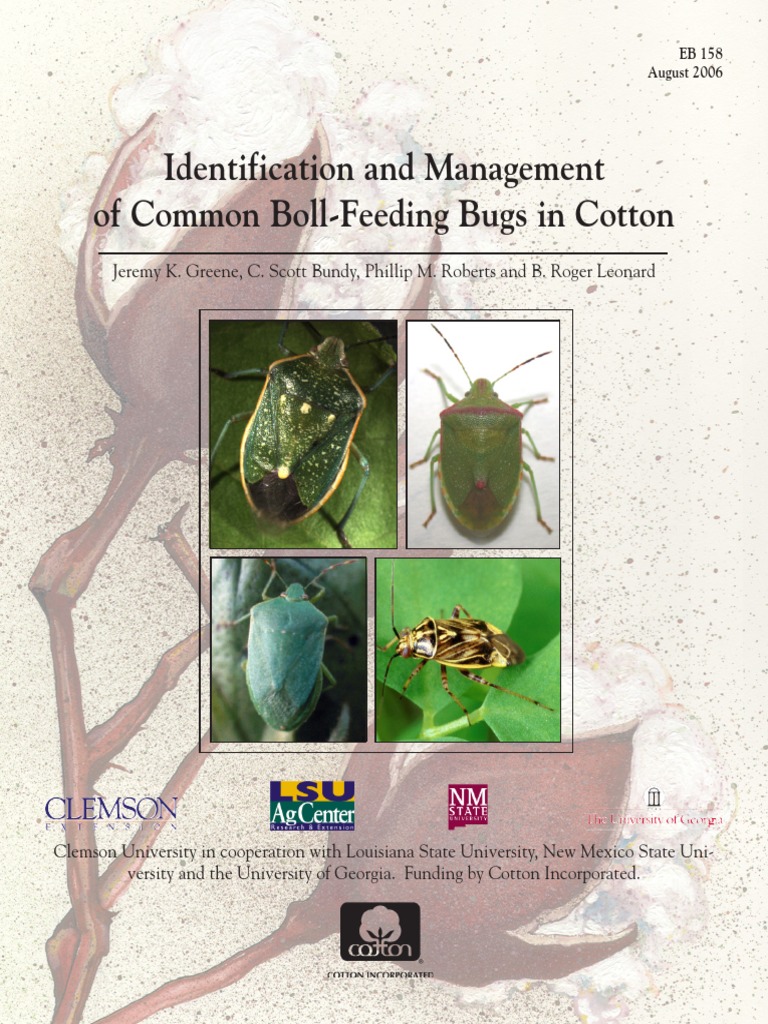 Identification and Management of Common Boll-Feeding Bugs in Cotton ...