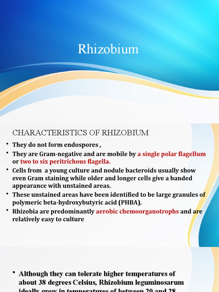 Rhizobium Gram Stain