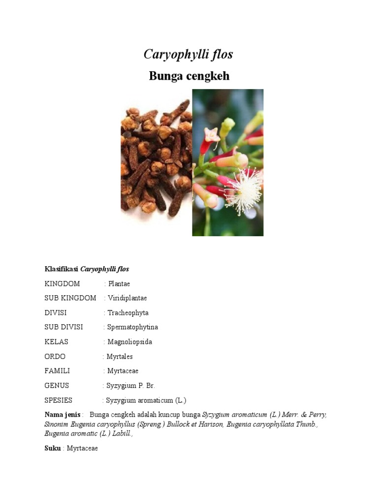 Caryophylli Flos | PDF