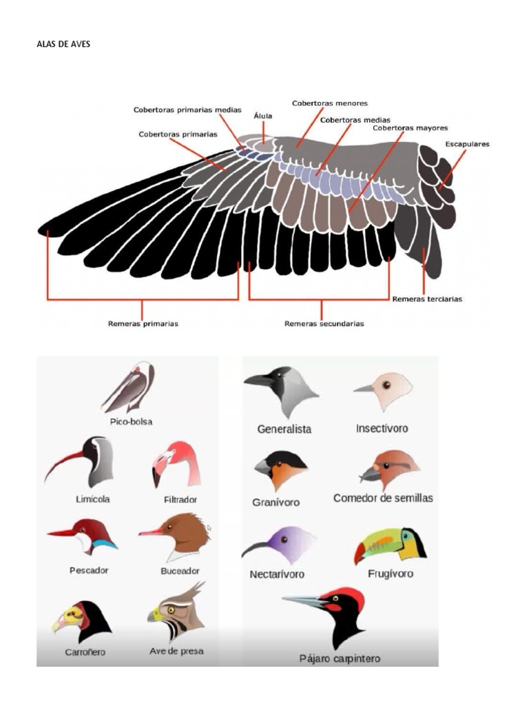 Alas de Aves | PDF