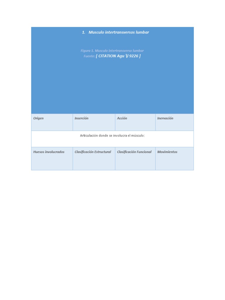 Musculo Intertransversos Lumbar | PDF