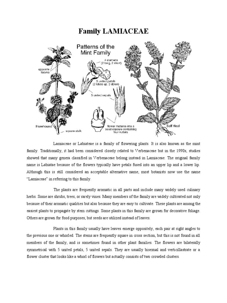 Family LAMIACEAE | Botany | Horticulture And Gardening