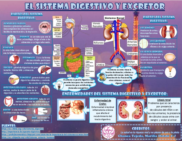 Sistema Digestivo y Excretor | PDF | Digestión | Sistema digestivo humano