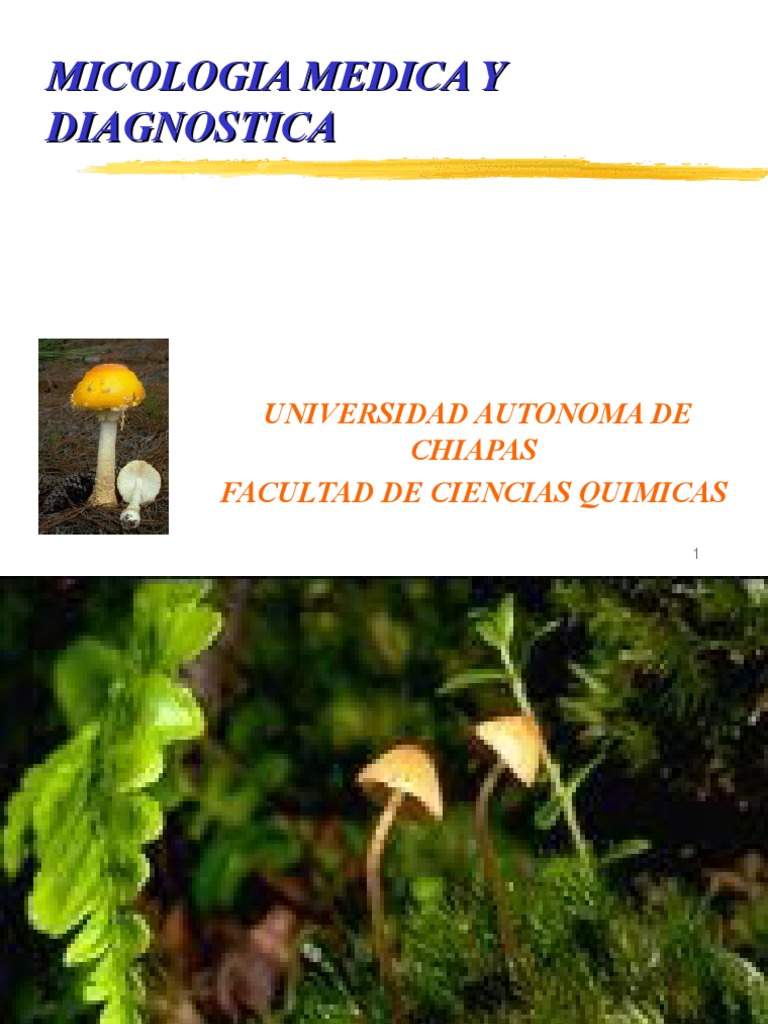 1-Introduccion Micologia | PDF | Hongo | Organismos