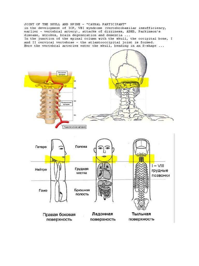 Joint of The Skull and Spine | PDF