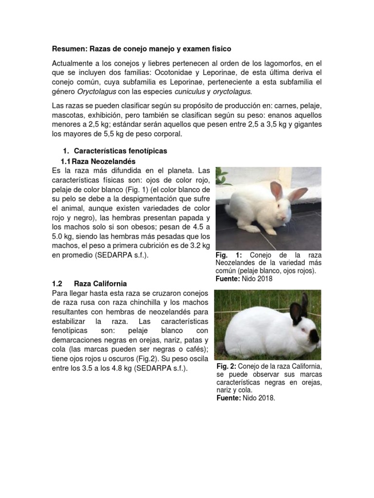 Características y manejo de conejos | PDF | Salud y bienestar | Medicina
