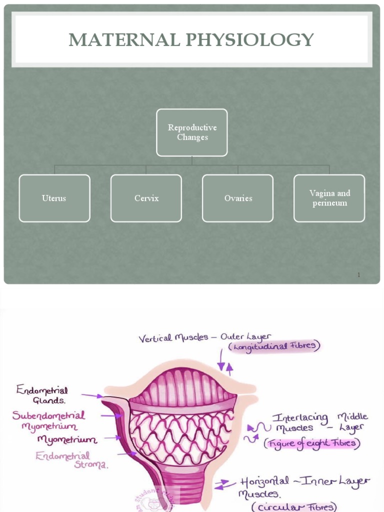 Maternal Physiology Overview | PDF