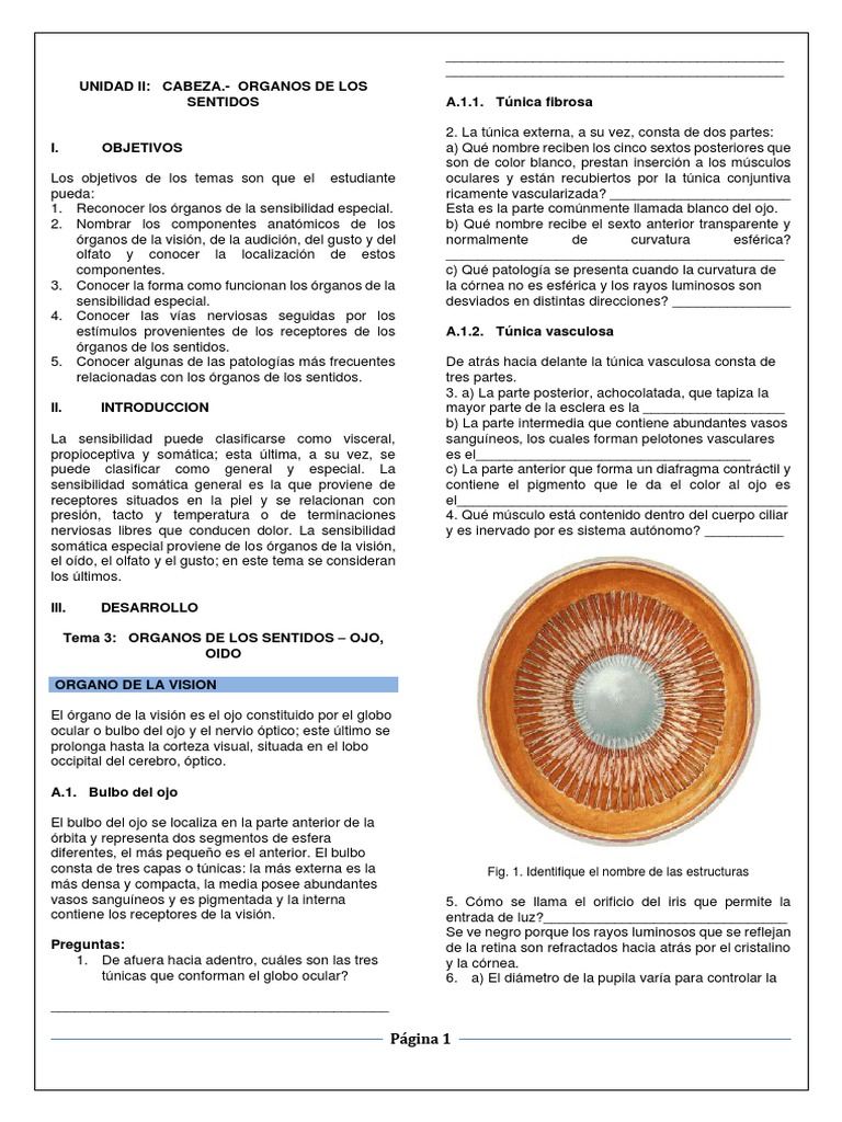 Órganos de los Sentidos: Anatomía y Función | PDF | Ojo humano | Oído