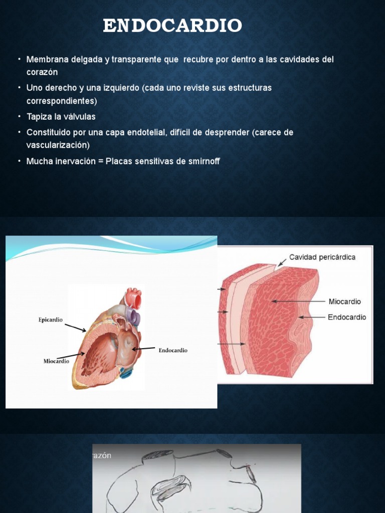 ENDOCARDIO | PDF | Fisiología Cardiovascular | Corazón